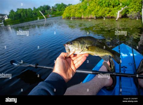 Holding Perfect Largemouth Bass Shore Fishing Catching Fish Stock