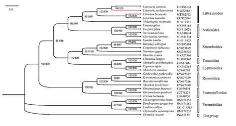 Maximum Likelihood Phylogenetic Tree Inferred From 13 Pcgs Sh Alrt And