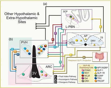 A Four Nuclei Are Shown Here Arcuate Nucleus Arc Lateral