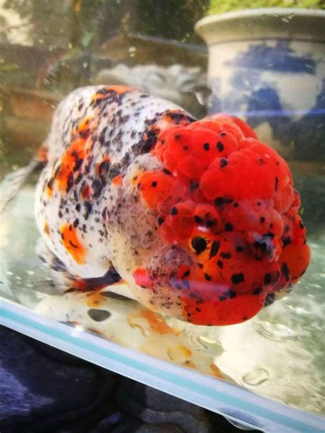 虎头金鱼寿命 虎头金鱼 第3页 大山谷图库