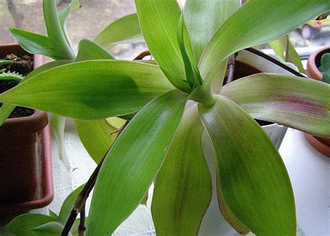 Кализия растението което надмина очакванията на много българи Здраве Ws