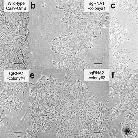 Quantitative Indel Mutation Efficiencies Of Cell Colonies Pools Download Scientific Diagram