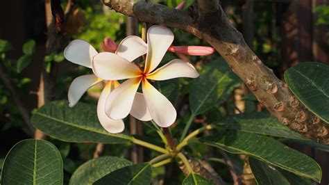 사원 나무 꽃 아포시나세 프란지파니 또는 플루메리아 라이트리아 레지지오사 가지와 잎 0명에 대한 스톡 사진 및 기타 이미지 0명 계절 꽃 나무 Istock