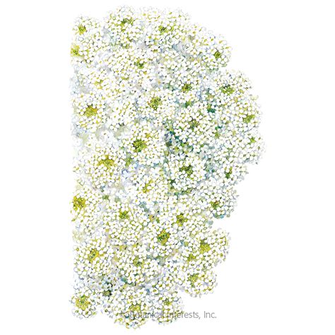 Alyssum Tiny Tim Sweet Alyssum Seeds Sustainable Organic Q8