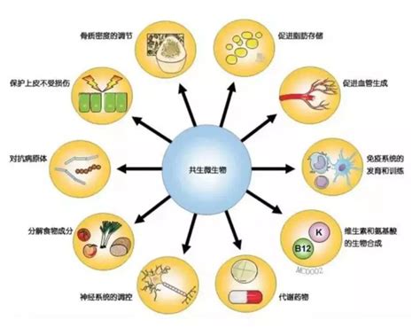 重视肠道微生态，维持肠道菌群平衡微生物