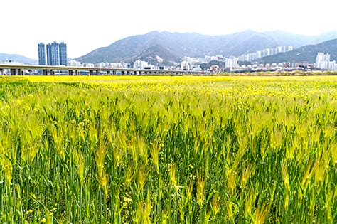 노란색 유채밭과 싱그런 청보리밭 유토이미지 상세페이지 베이직샵 사진 21105575