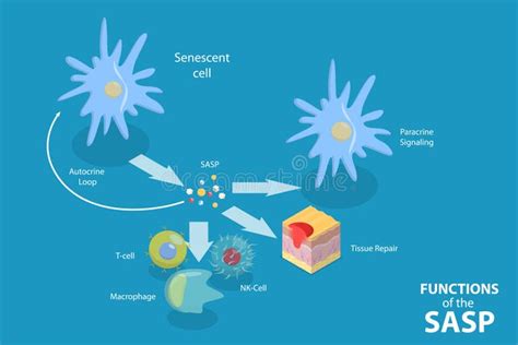 Sasp Stock Illustrations 13 Sasp Stock Illustrations Vectors And Clipart Dreamstime