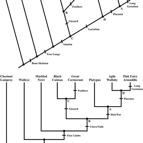 Accuracy Of Phylogenetic Trees Constructed By Students With Comparisons Download Scientific