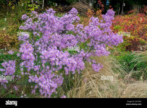 Aster Aster Ericoides Pink Star Feather Grass Stipa Tenuissima Griffith S Spurge