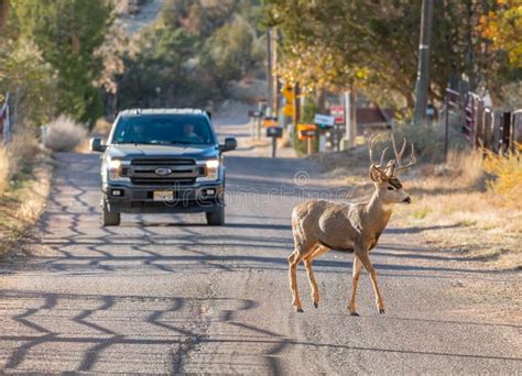 A Younger Mule Deer Buck Crossing A Road In Front Of A Vehicle In Canon
