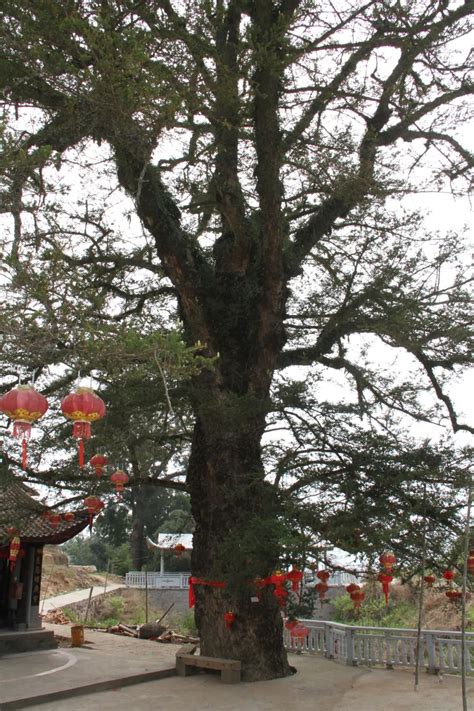 福建永泰的古油杉 黎云昆的财新博客 财新网