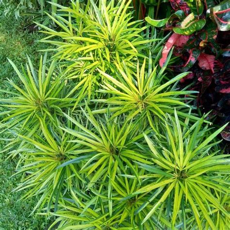 Osmoxylon Lineare Plant