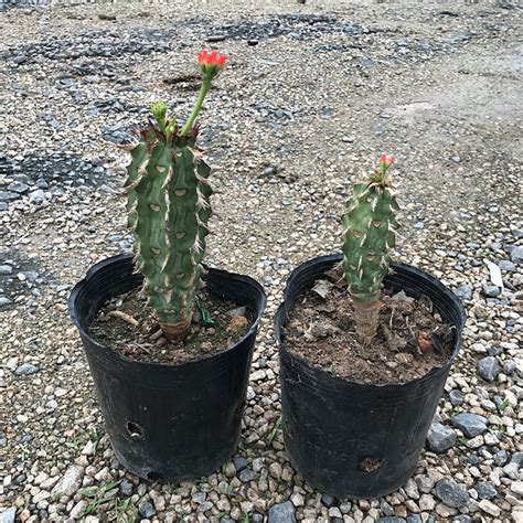 稀少大型实生喷火龙开红花庭院仙人柱强刺多肉植物好养盆栽花卉 虎窝淘