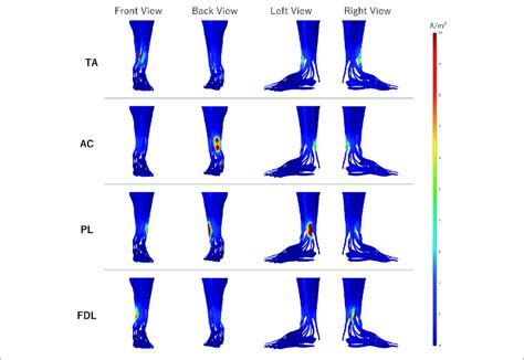 Distributions Of The Current Density In The Simulations Download
