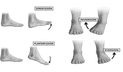 Anatomy 101 What Is The Anatomy And Function Of The Ankle Made To Move