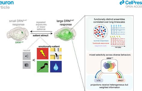 Figure 1 From Single Cell Activity And Network Properties Of Dorsal Raphe Nucleus Serotonin
