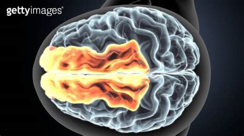 d illustration of human brain Brain cingulate gyrus Anatomy 게티이미지뱅크