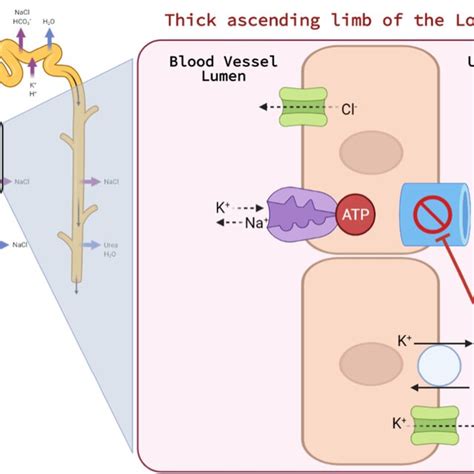 Mechanism Of Action For Loop Diuretics Download Scientific Diagram