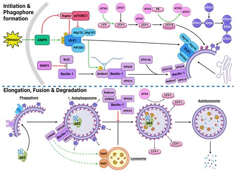 Does Autophagy Help Cancer At Rory Barbour Blog