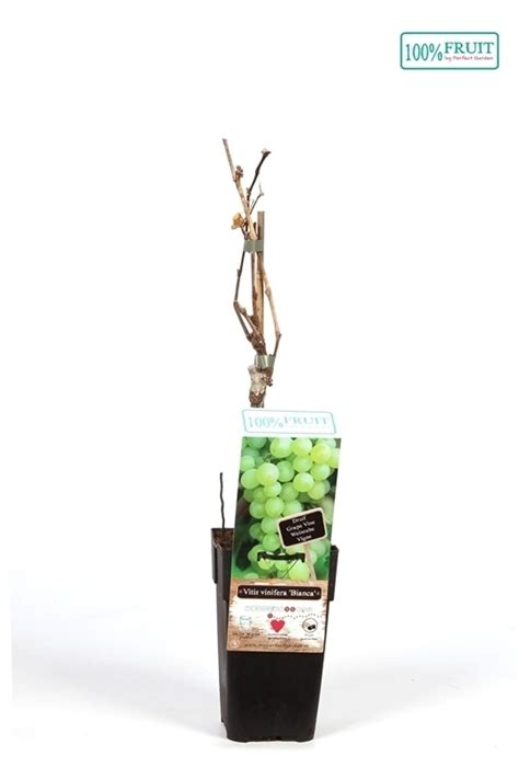 Vitis Bianca Plant Wholesale Floraccess