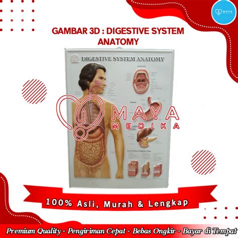 Gambar 3d Digestive System Anathomy Lazada Indonesia