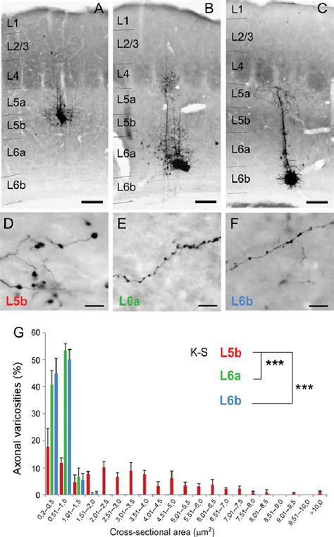 L6b 6a And 5b Cortical Neurons Have Distinct Morphologies Of Axonal Download Scientific