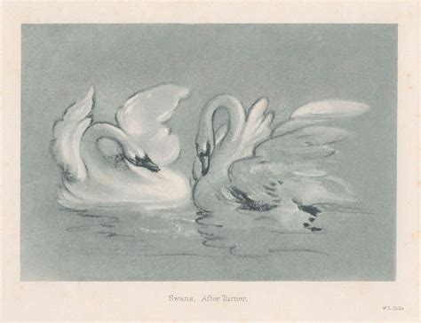 Jenny Shower Ideas Swans Art Illustration Vintage Birds