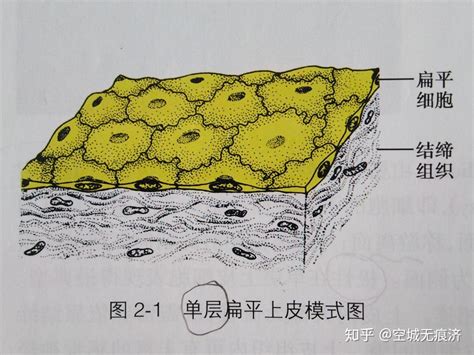 组织学与胚胎学重点3 知乎