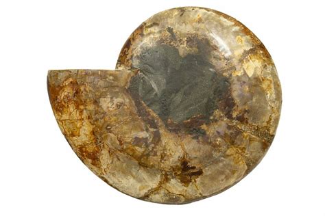 Huge 12 6 Sliced Ammonite Fossil Half Crystal Filled 317432 For Sale