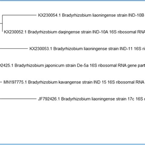 Phylogenetic Tree Based On The 16s Rdna Sequences Showing The