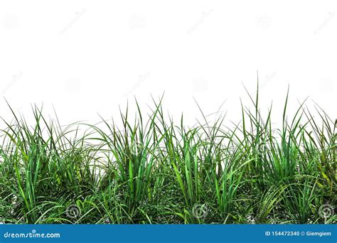 3d Rendering Green Grass Stock Illustrations 33328 3d Rendering