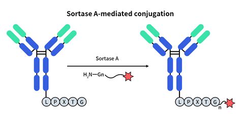Sortase A 位点特异性蛋白标记与抗体偶联全指南 缔码生物
