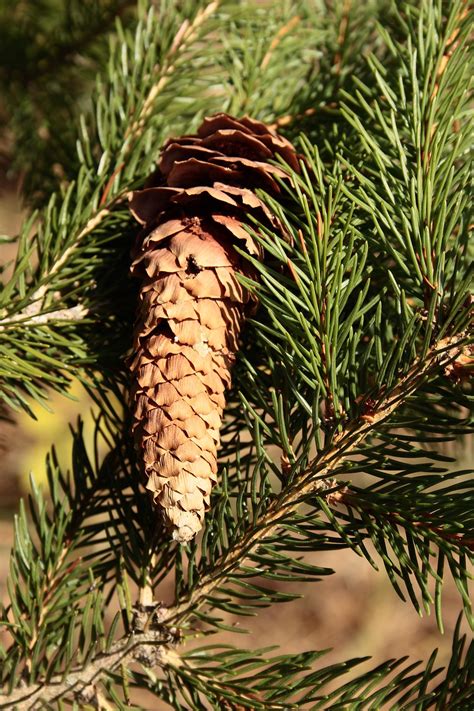 9 Free 전나무 열매 And Seeds Images Pixabay