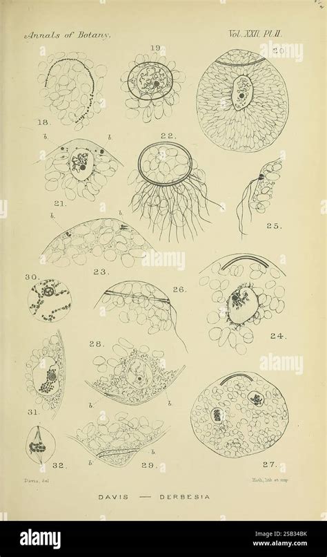Root Structures Illustrate Hi Res Stock Photography And Images Alamy