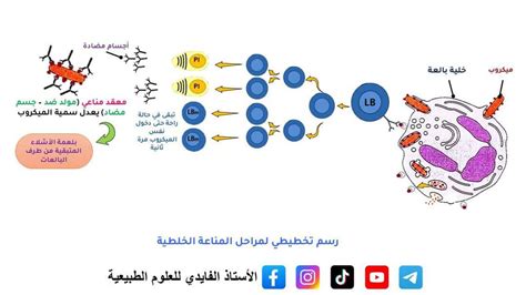 ‎دروس خصوصية دروس خصوصية للعلوم الطبيعية و الحياة تلمسان