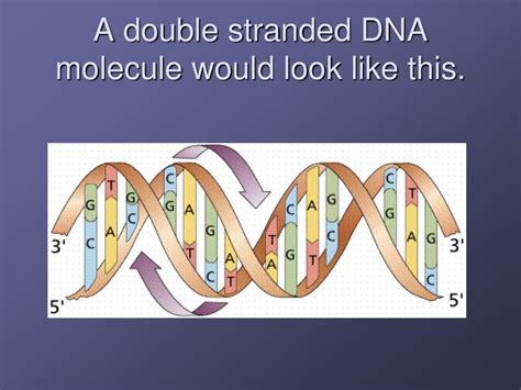 Living Environment Mrs Unislawski Ppt Download