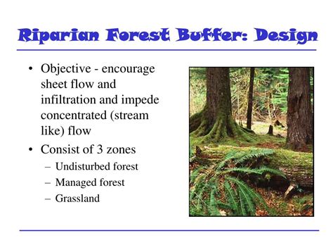 PPT Riparian Forest Buffers PowerPoint Presentation Free Download ID