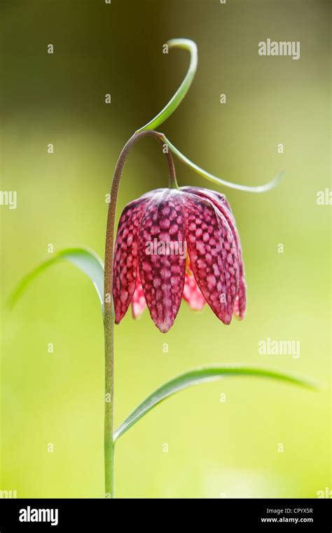Fritillary Fritillaria Meleagris Or Snakes Head Fritillary On The Edge