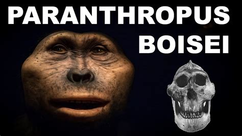 Paranthropus Vs Australopithecus
