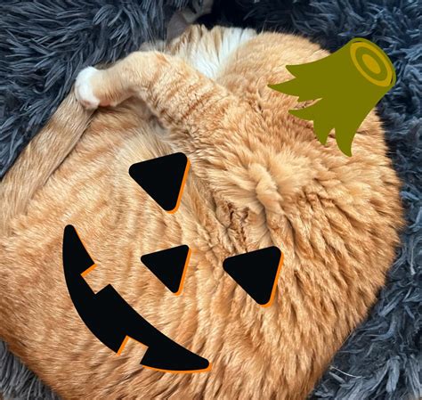 On Twitter Rt Jortsthecat Naptober