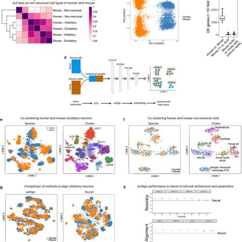 Excitatory Neuron Types Express Marker Genes Across Multiple Cortical Download Scientific