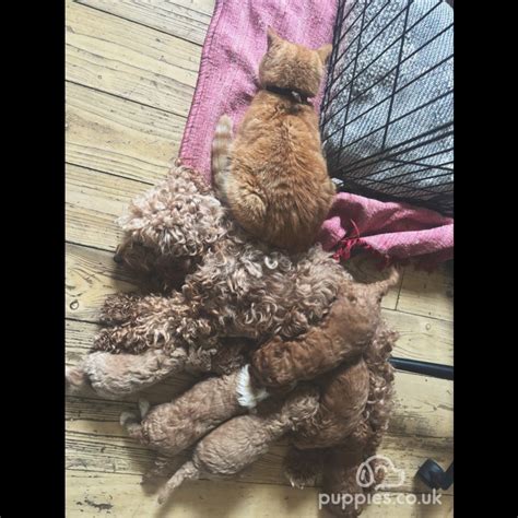 Cockapoo Sale Wandsworth Greater London Super Friendly Toy Cockapoos