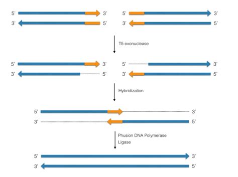 Difference Between Phusion And Taq Polymerase Compare The Difference Between Similar Terms