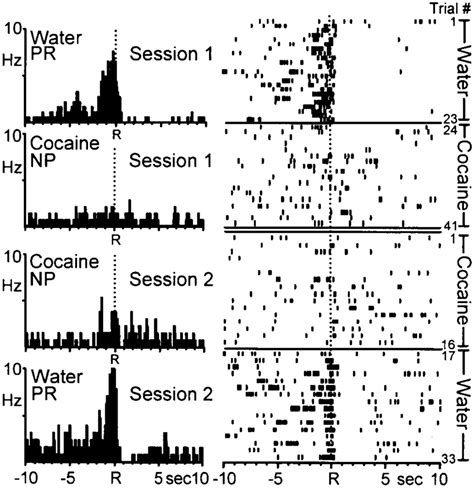 Example Of A Single Acb Neuron Recorded During Two Consecutive Sessions