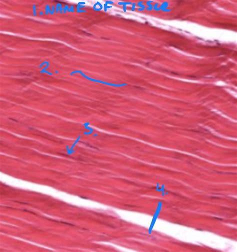 Connective Tissue Diagram Quizlet