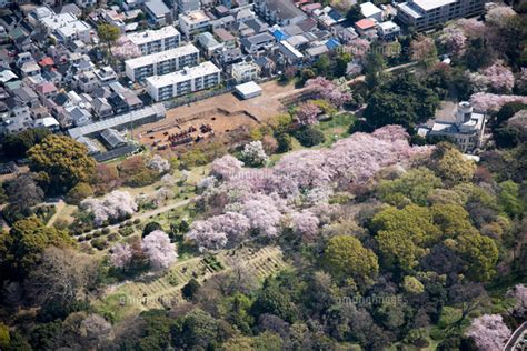 小石川植物園と東京大学付属植物園と満開の桜 25397016973 の写真素材イラスト素材アマナイメージズ