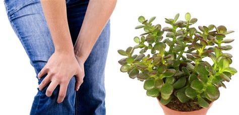 ყველამ ვინც სახლში ბარაქის ხეს ზრდის მისი ამ თვისებების შესახებ უნდა იცოდეს