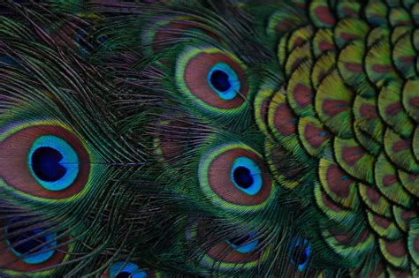 Teatr Ponaroshku Дорогие зрители Приглашаем вас сегодня 5 ноября в 17 00 на цветочную