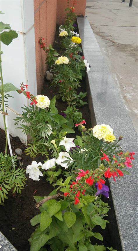 ҮНЭТ МОД Зүлэгний үр мод сөөгний тарьц суулгац зарна