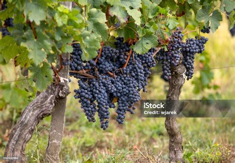 수확 및 와인 생산 준비가 레드 와인 포도 세인트 에밀리온 프랑스 0명에 대한 스톡 사진 및 기타 이미지 0명 계절 과일 Istock